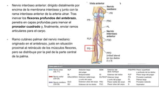 Arterias del brazo presentación de anatomía y | PDF