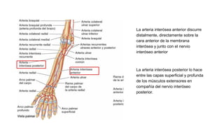 Arterias del brazo presentación de anatomía y | PDF