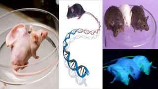 Genetic Engineering for school presentation | PPTX