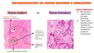 histologia del tejido oseo y sus difertentes celulas | PDF