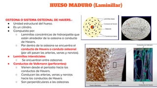 histologia del tejido oseo y sus difertentes celulas | PDF