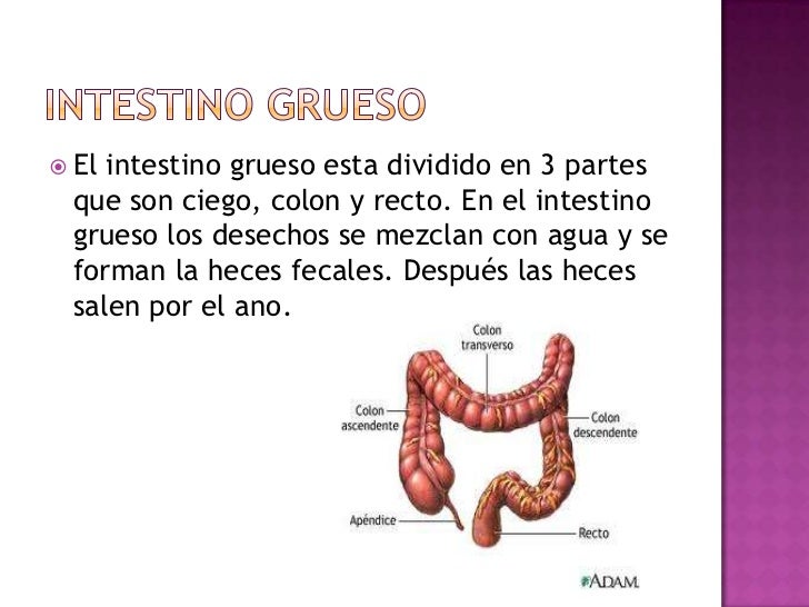 Como Se Forman Las Heces Fecales - churif