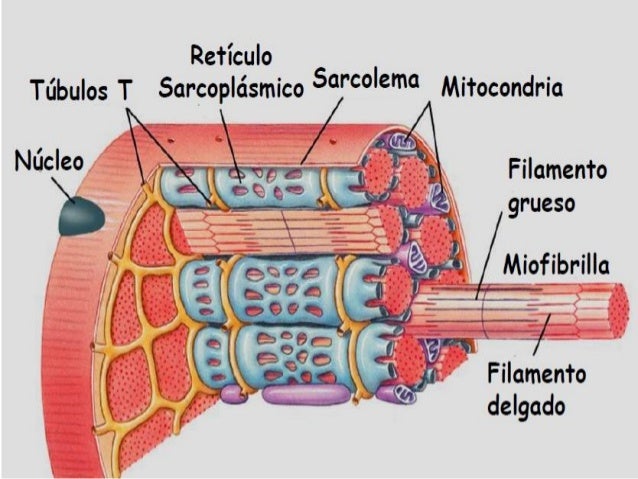 Presentacion sistema muscular