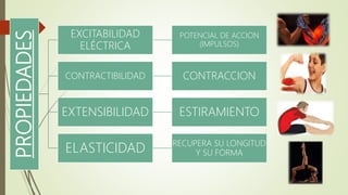 Presentacion sistema muscular | PPTX