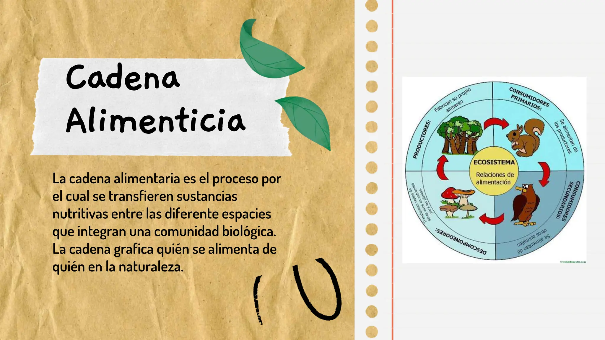 Presentacion sobre la cadena alimenticia 222020009.pptx