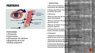 anatomía de el ojo y la relación con sus funciones | PPTX