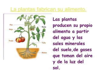 TEMA 4 LAS PLANTAS | ODP