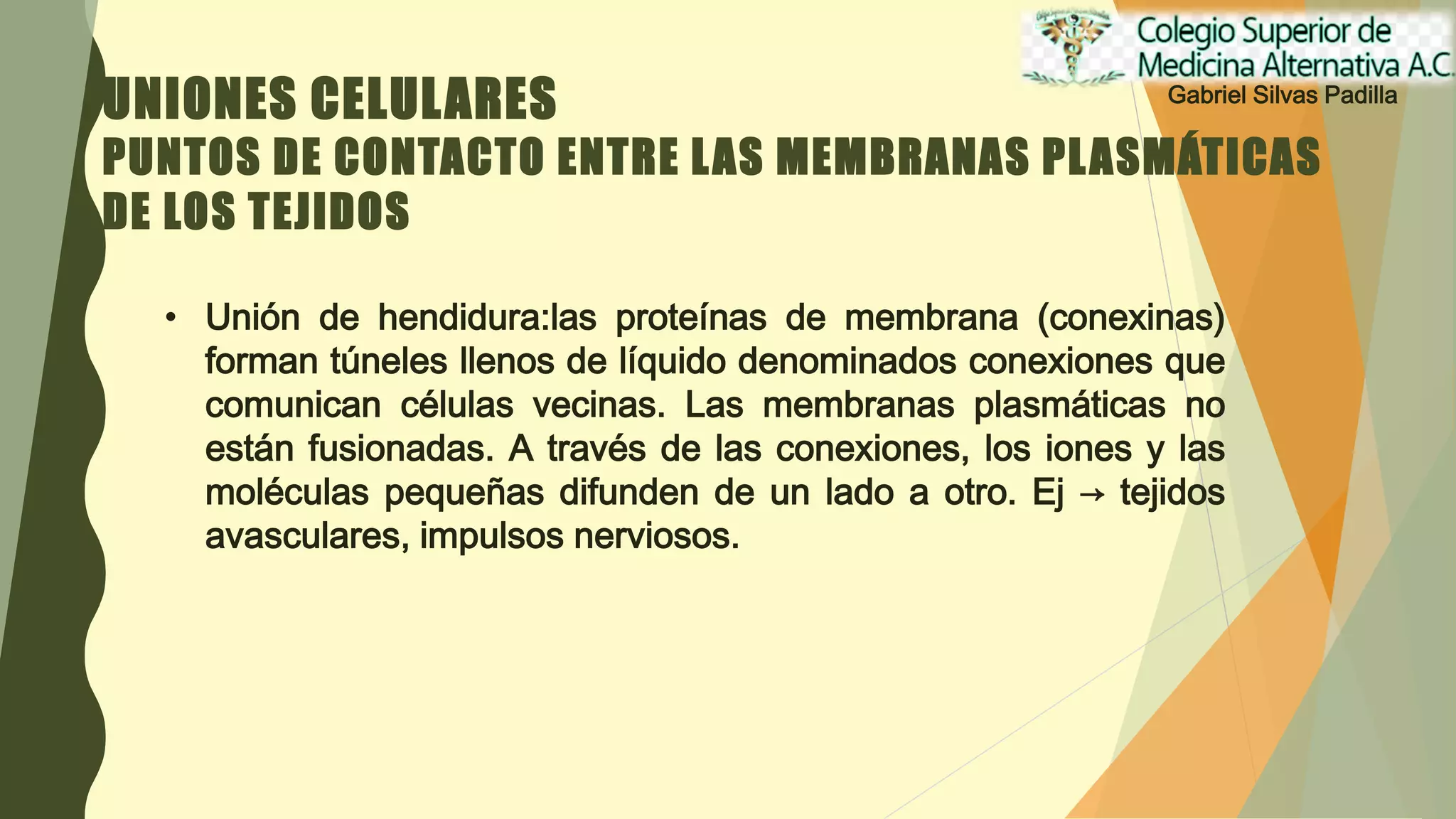 Presentacion tema nivel tisular de organizacion | PDF