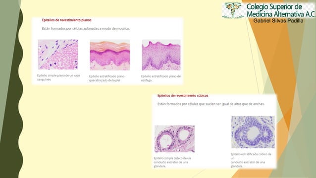 Presentacion tema nivel tisular de organizacion | PDF