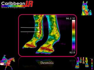 Presentacion termografia equina | PDF