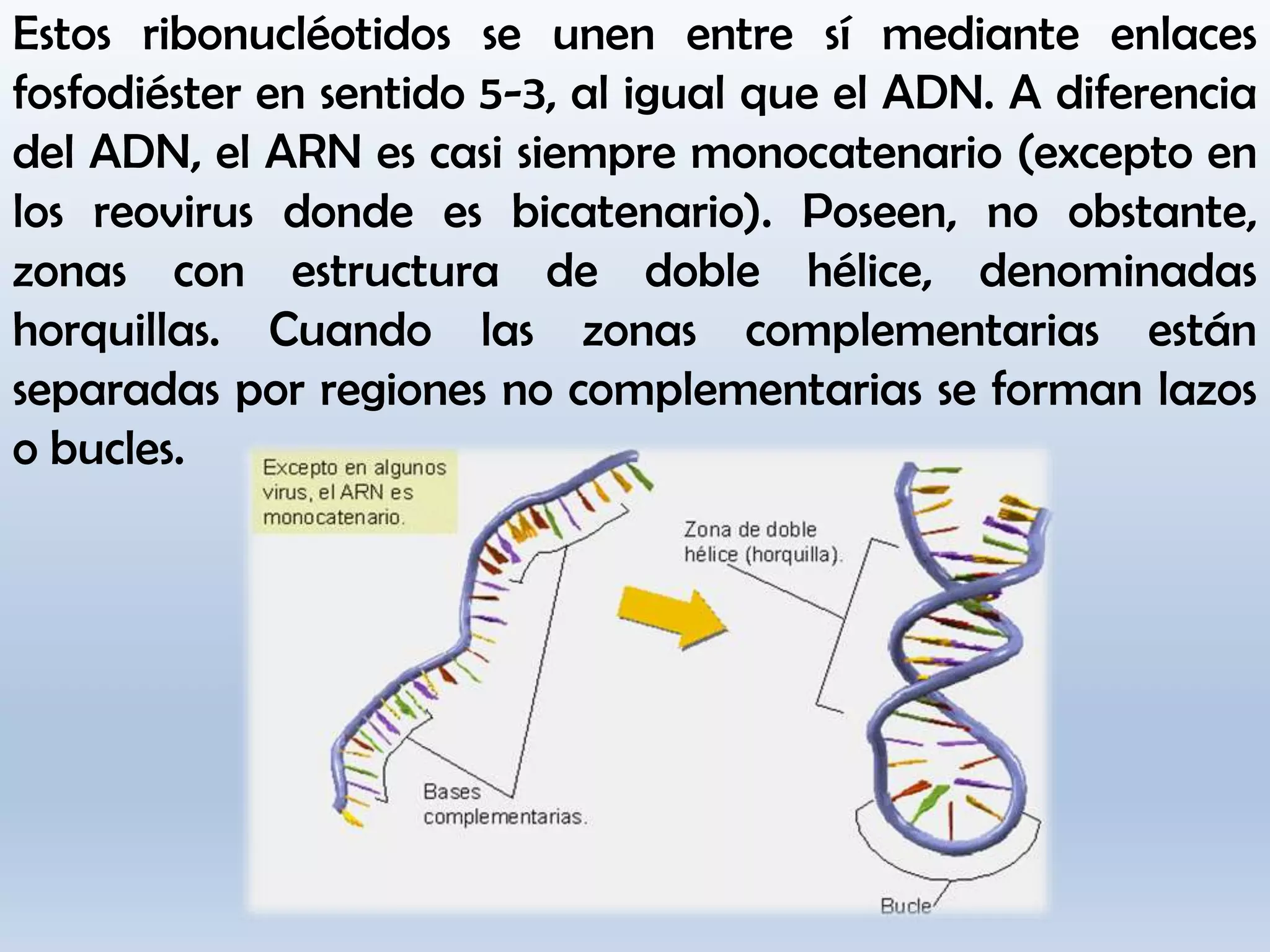 Tipos de ARN | PPTX | Genetics | Science
