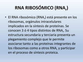 Tipos de ARN | PPTX