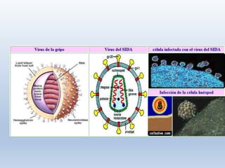 Tipos de ARN | PPTX | Genetics | Science