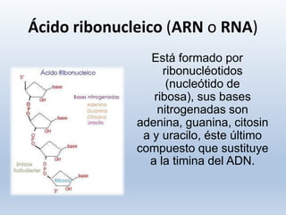 Tipos de ARN | PPTX | Genetics | Science