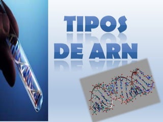 Tipos de ARN | PPTX | Genetics | Science