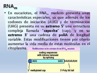 Tipos de ARN | PPTX | Genetics | Science