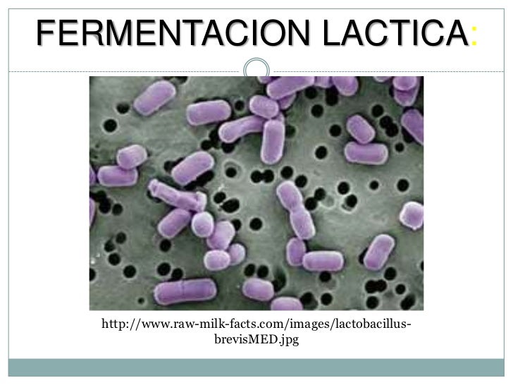 FERMENTACIÓN LACTICA