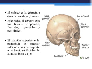PRESENTACION UNIDAD 2 ANATOMIA HUESOS DE LA CABEZA.pdf