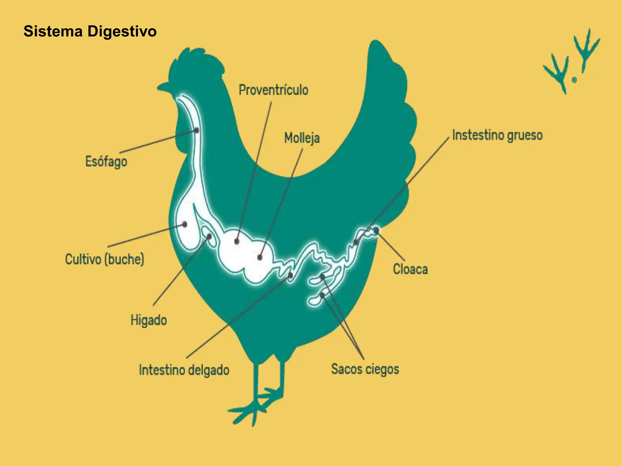 Anatomia y fisiologia de las gallinas ponedoraspptx | PPTX