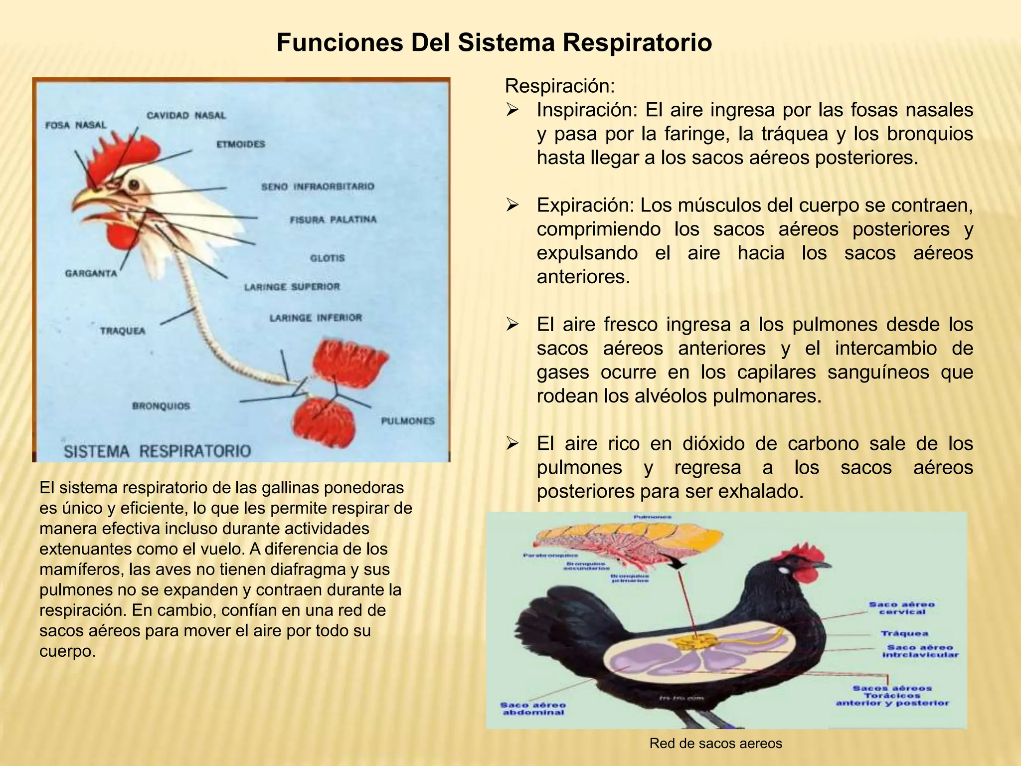 Anatomía De La Gallina Imágenes De Anatomia Gallina Descarga