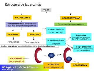 Unidad 3. Enzimas | PPT