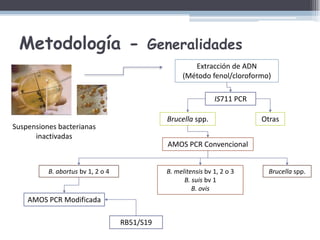 Presentación upec minda_e (brucella spp) | PPTX