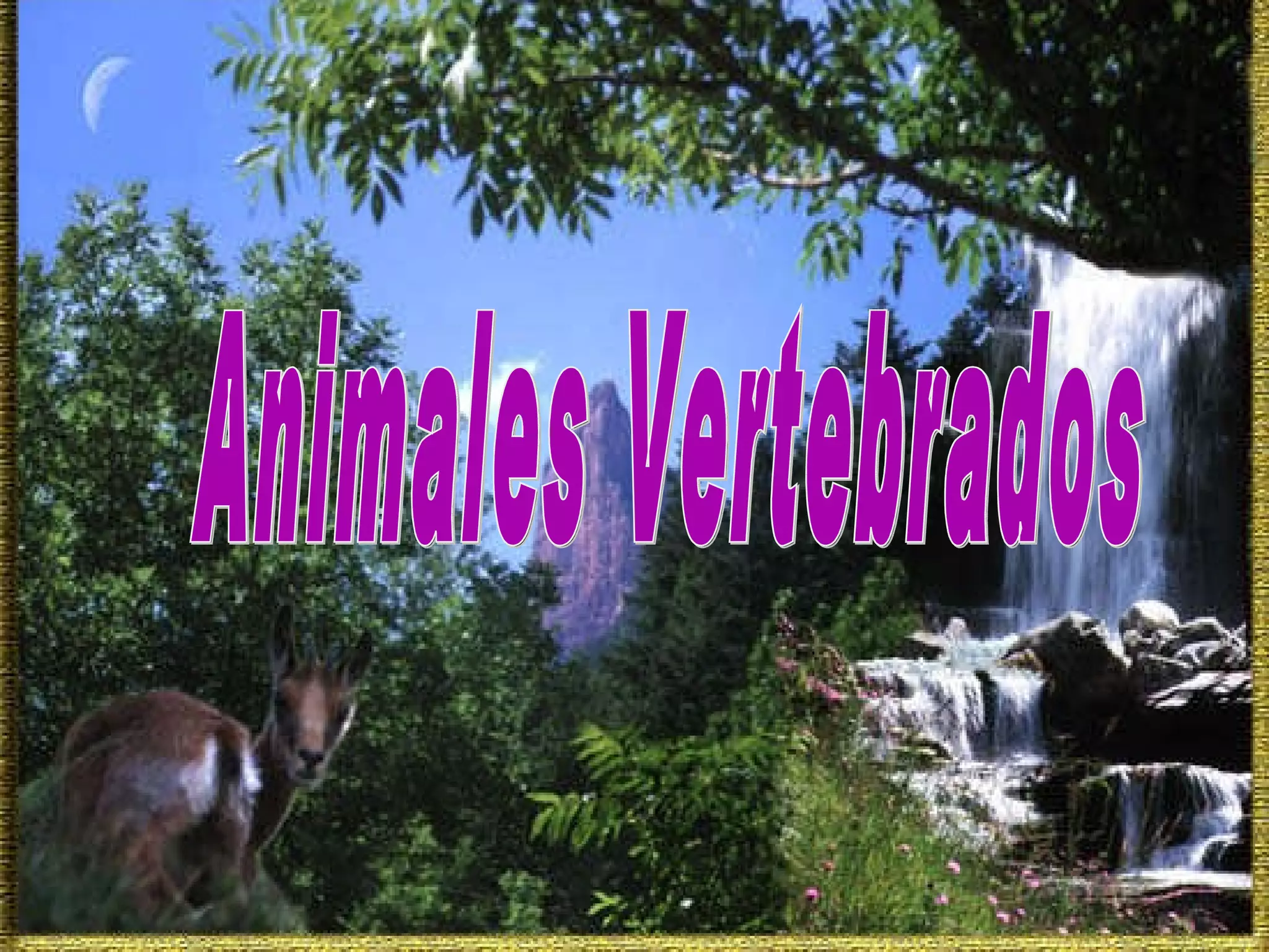 Presentacion vertebrados | PPT
