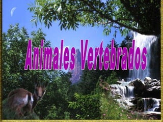 Presentacion vertebrados | PPT