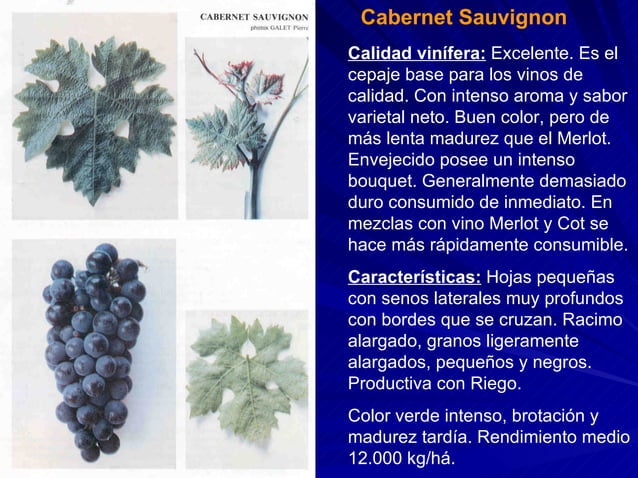 Presentacion Vid Variedades | PPT