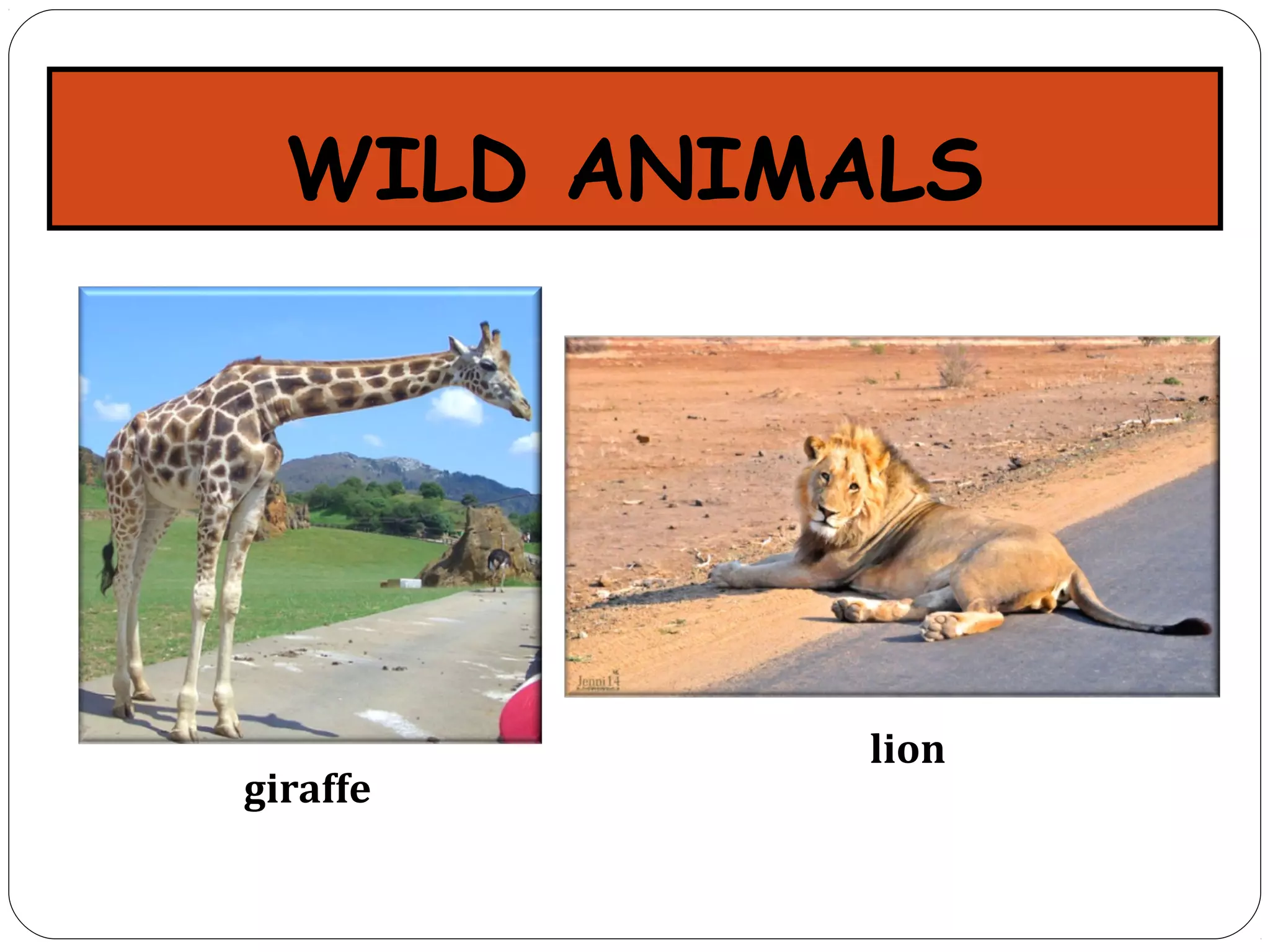 Presentacion wild animals | PPT