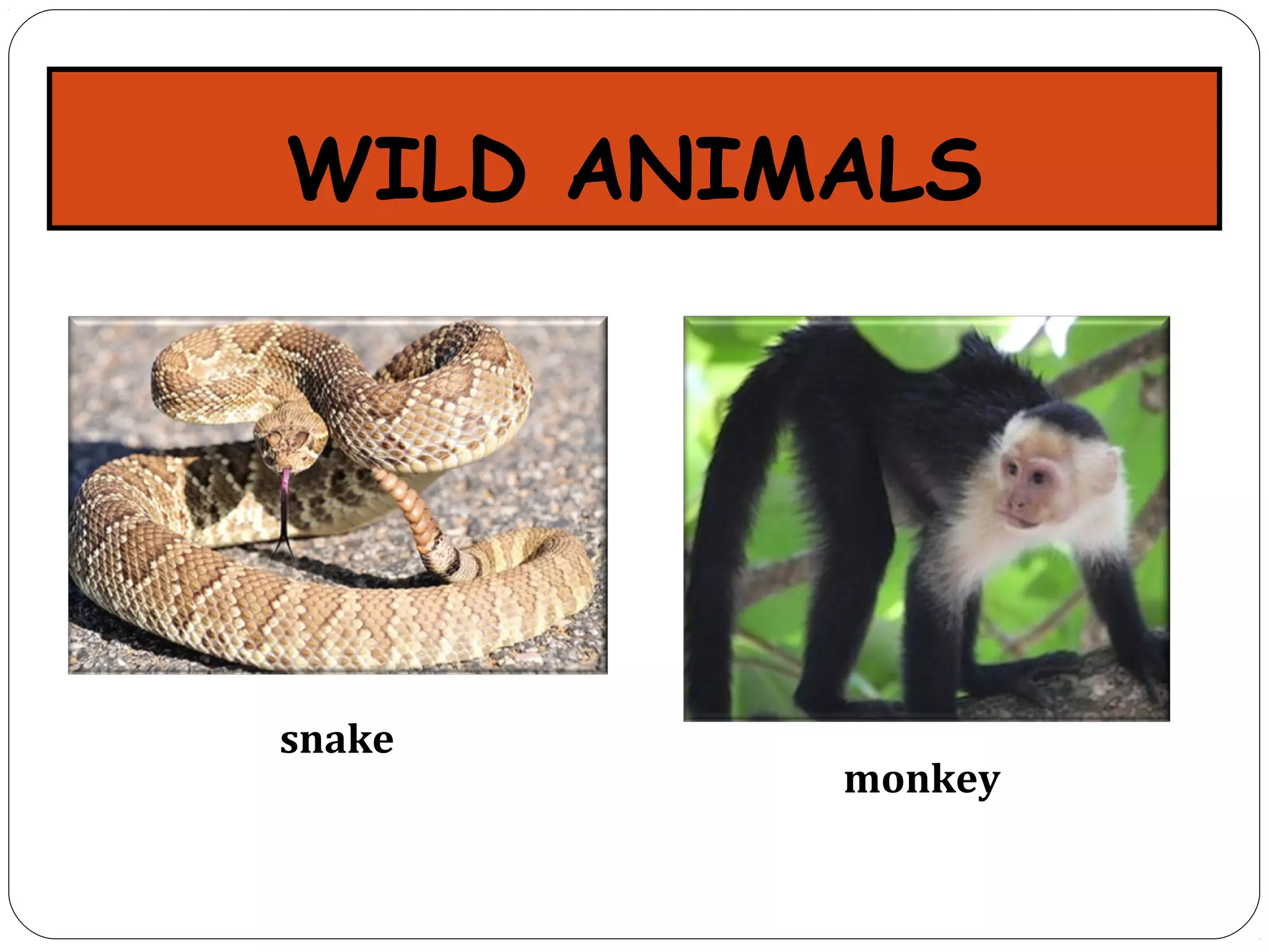 Presentacion wild animals | PPT