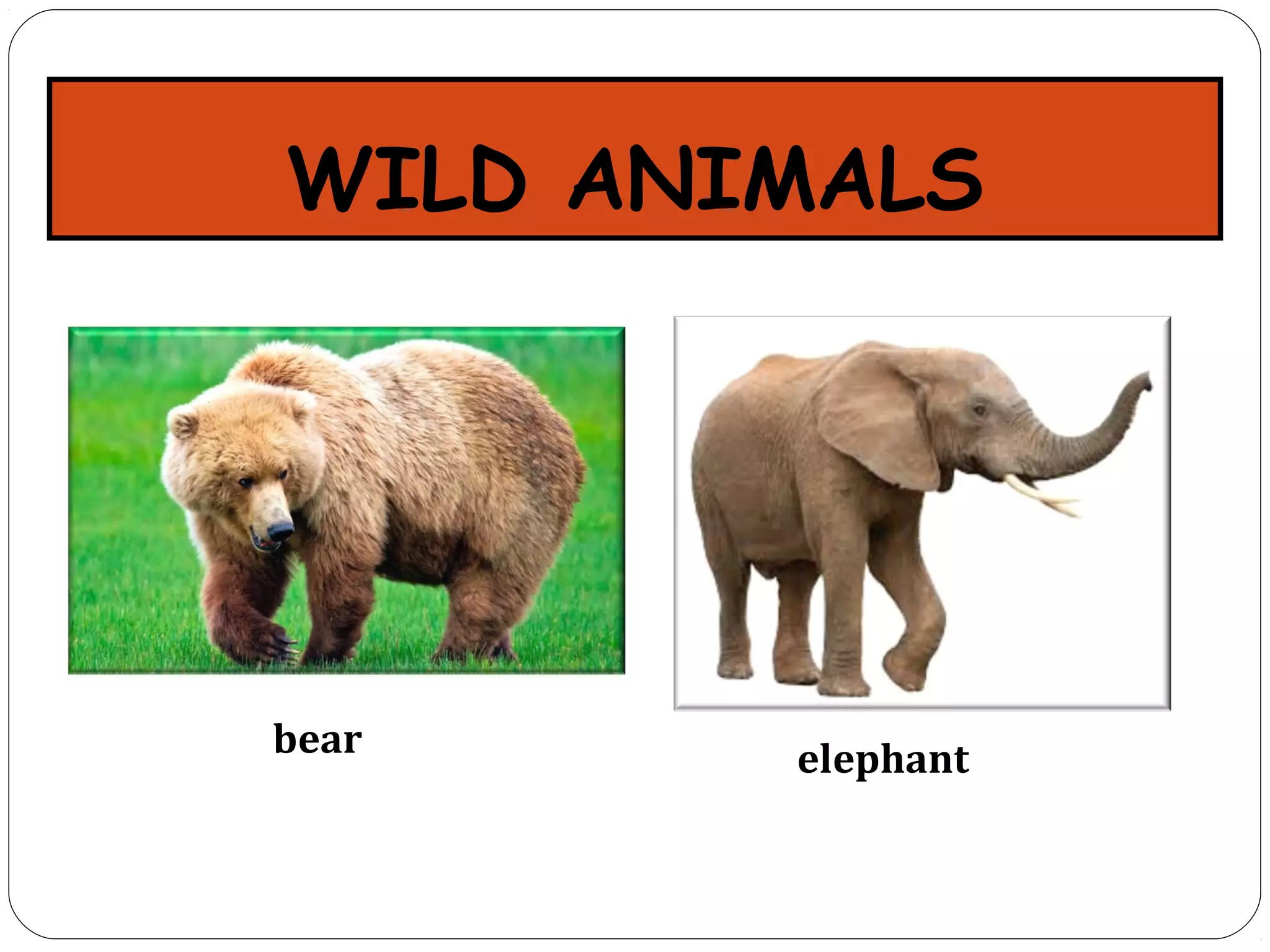 Presentacion wild animals | PPT