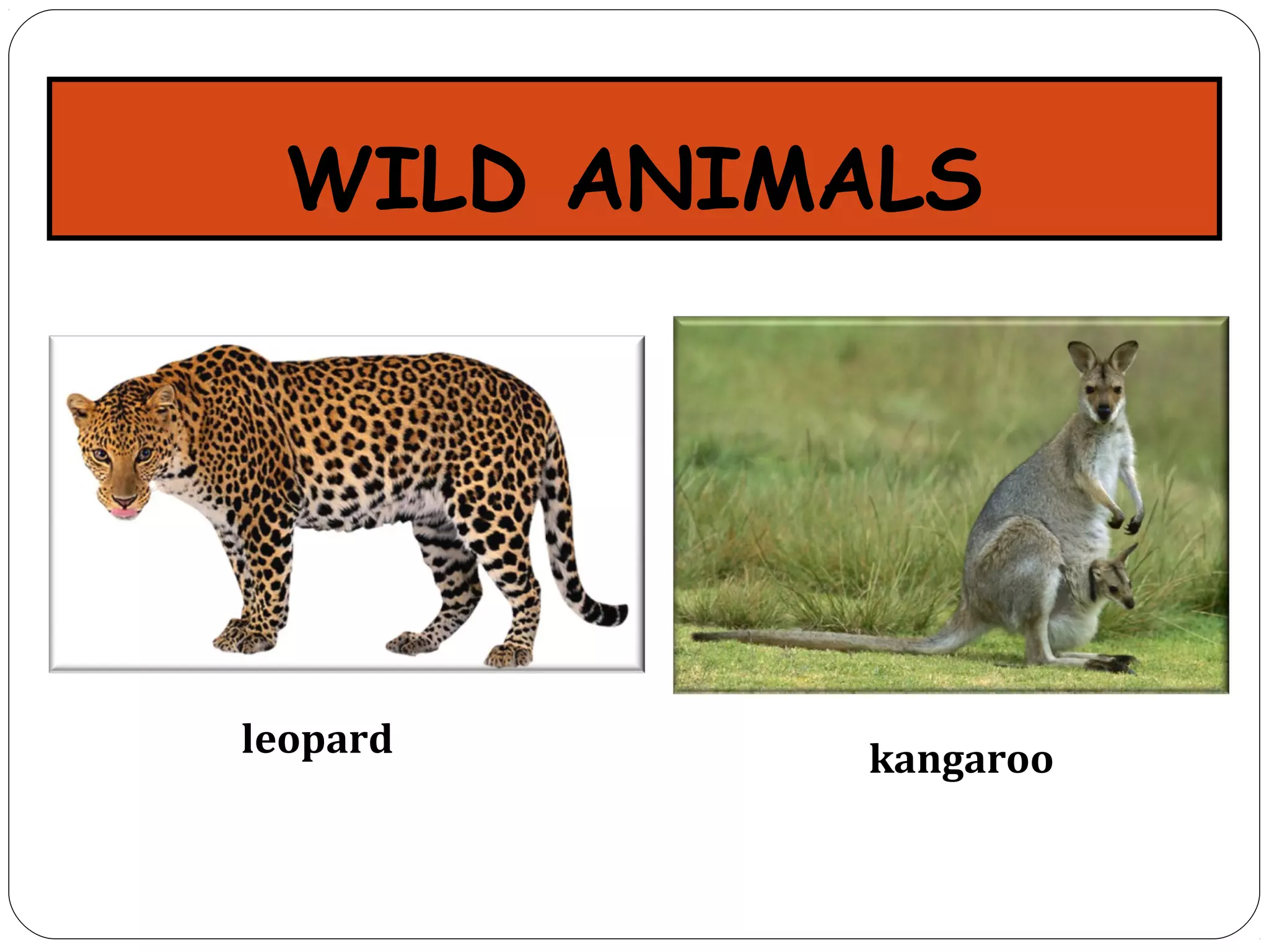 Presentacion wild animals | PPT