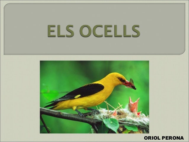 Presentacio ocells oriol perona