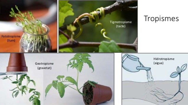 Geotropisme Le GÉOTROPISME se manifeste