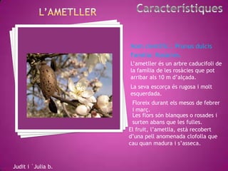 webquest de 4t. | PPTX