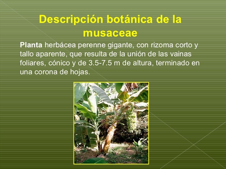 Presentacion musaceae