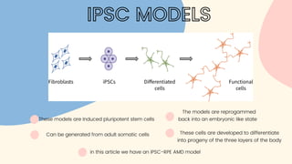 Epithelial phenotype restoring drugs suppress macular degeneration ...