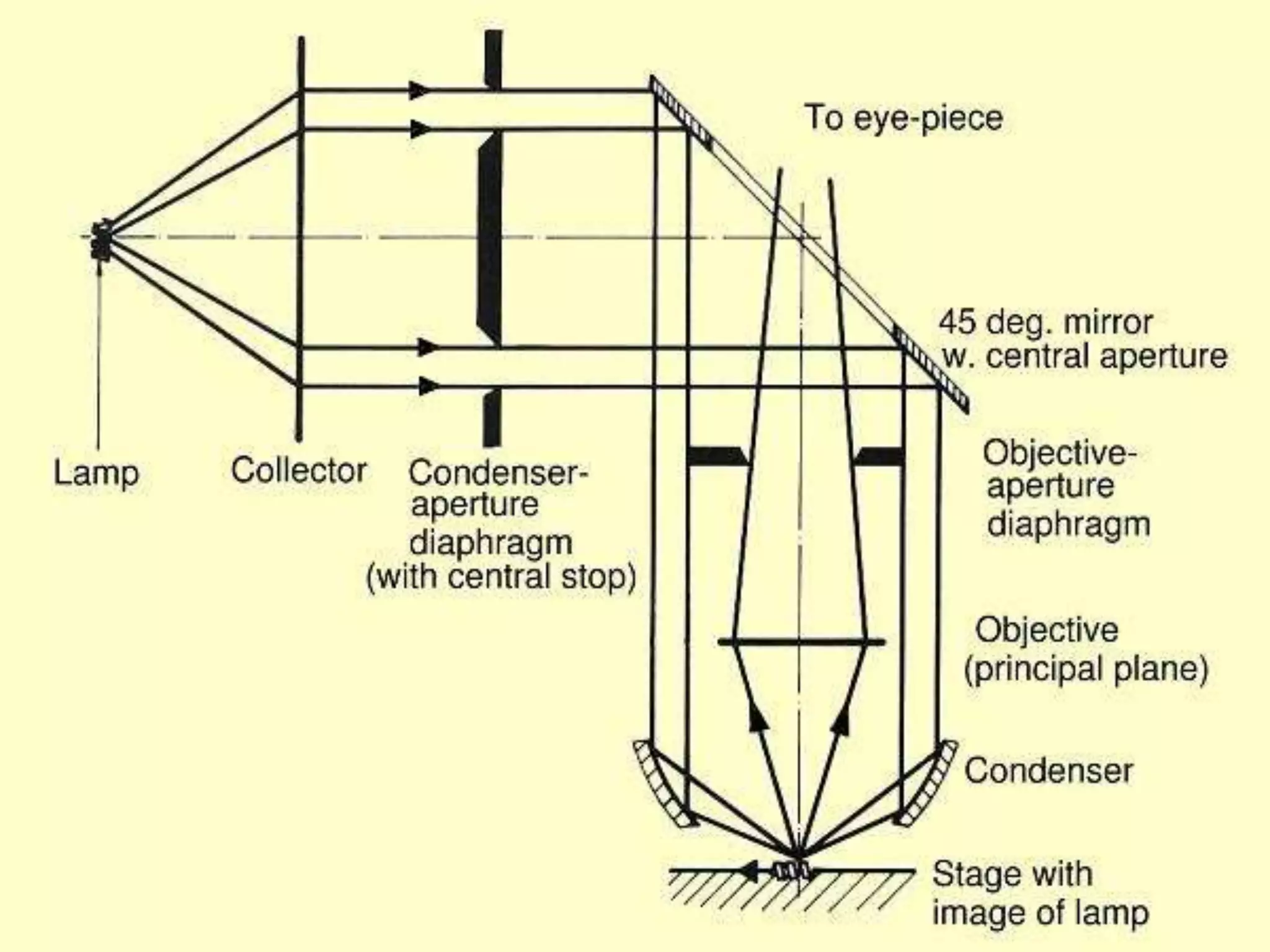 magnification and illumination of microscopes | PPTX