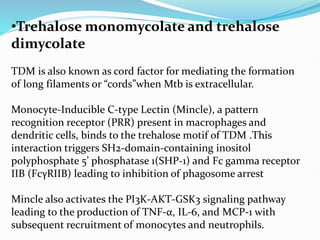 virulence and pathogenesis of mycobacteria.pptx