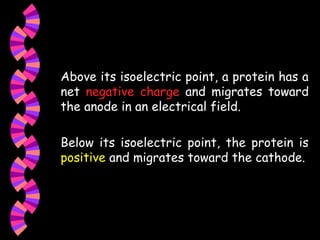 Isoelectric focusing | PPT