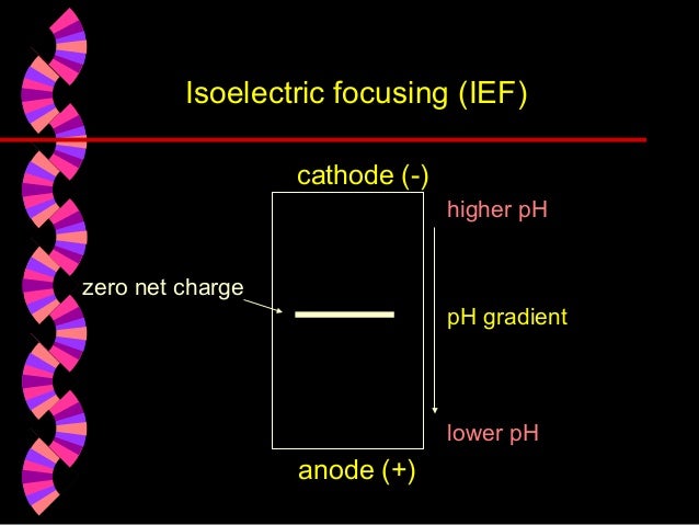 Isoelectric focusing