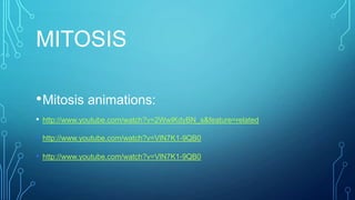 Presentaion mitosis and meiosis | PPT