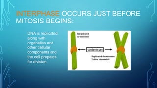 Presentaion mitosis and meiosis | PPT