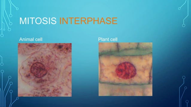 Presentaion mitosis and meiosis | PPT