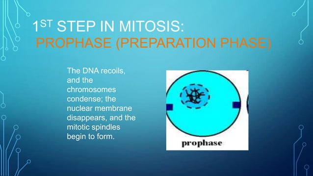 Presentaion mitosis and meiosis | PPT
