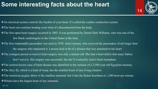 Anatomy and Physiology of the Heart | PPT