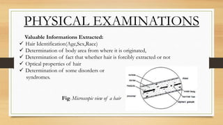 Hair_Examination.ppt