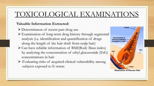 Hair_Examination.ppt