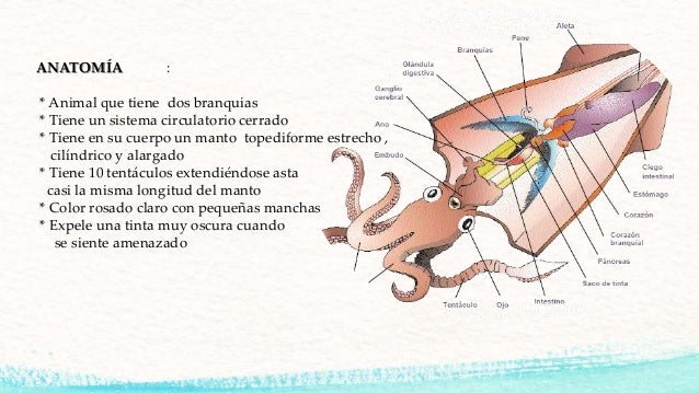 POTA- composicon - mercado-comercializacion